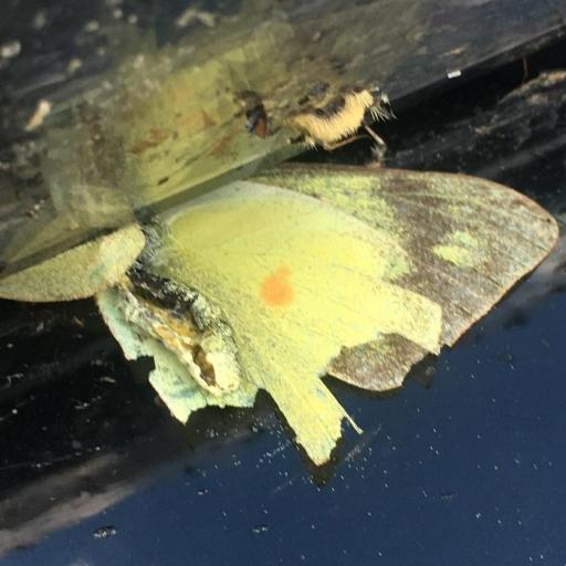 Clouded Sulphur (Colias Philodice) Insect Identification Guide, Habitat ...