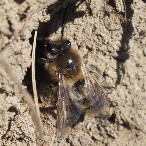 Early Cellophane Bee (Colletes Cunicularius) Insect Identification ...