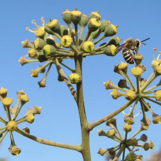 Ivy Cellophane Bee (Colletes Hederae) Insect Identification Guide ...