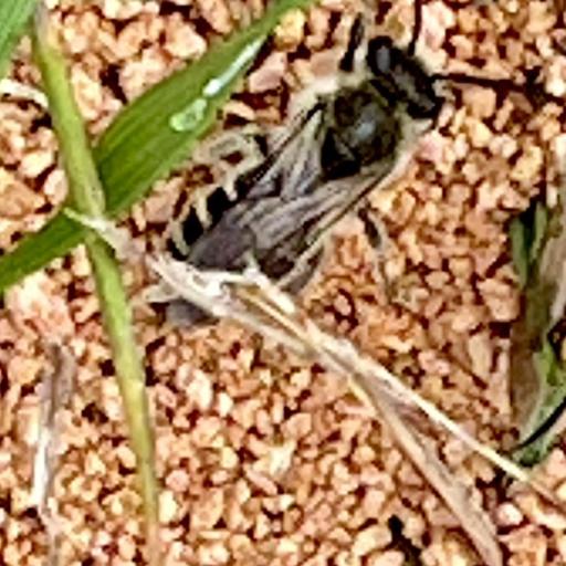 Unequal Cellophane Bee (Colletes Inaequalis) Insect Identification ...