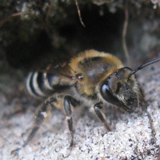 Heather Cellophane Bee (Colletes Succinctus) Insect Identification ...