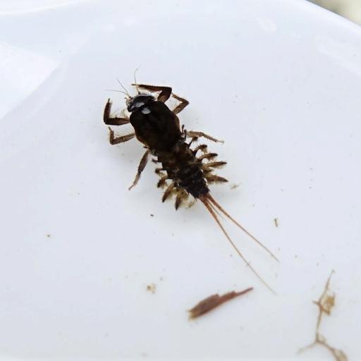 Spinygilled Mayfly (Coloburiscus Humeralis) Insect Identification Guide ...