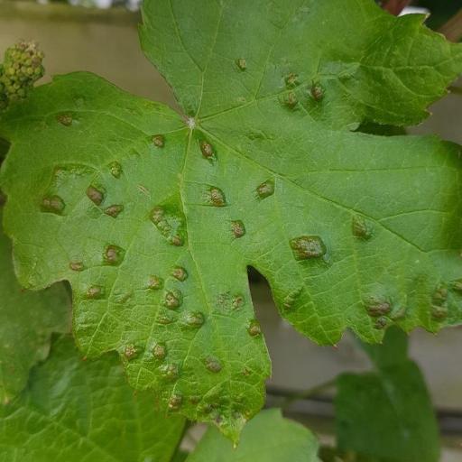 Grape Erineum Mite (Colomerus Vitis) Insect Identification Guide ...