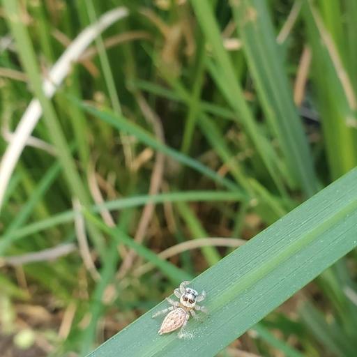 Colonus Hesperus Insect Identification Guide, Habitat & Facts