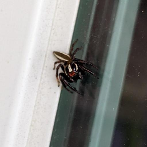 Colonus Puerperus Insect Identification Guide, Habitat & Facts