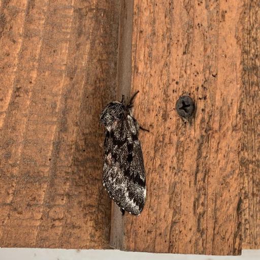 Coloradia Insect Identification Guide, Habitat & Facts