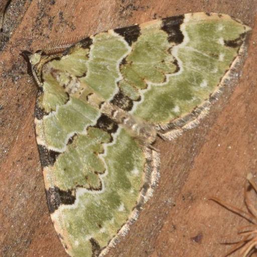 Pennsylvania Dingy Ground Beetle (Harpalus Pensylvanicus) Insect ...