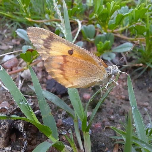 Small Salmon Arab (Colotis Amata) Insect Identification Guide, Habitat ...