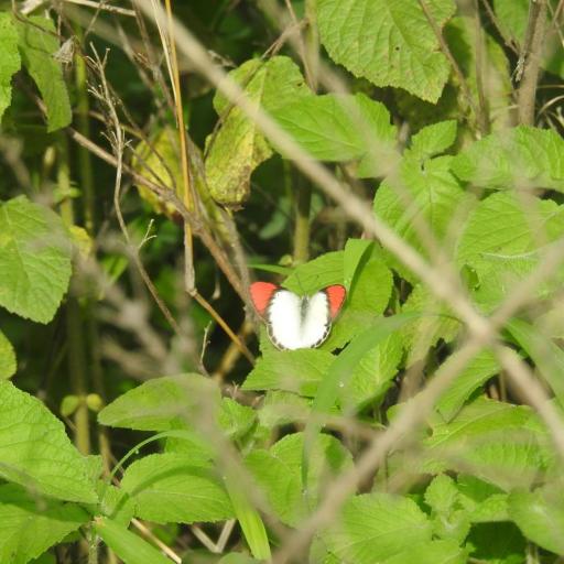 Red Tip (Colotis Danae) Insect Identification Guide, Habitat & Facts