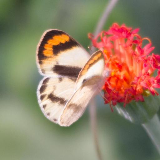 Round-Winged Orange Tip (Colotis Euippe) Insect Identification Guide ...