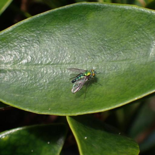 Condylostylus Longicornis Insect Identification Guide, Habitat & Facts