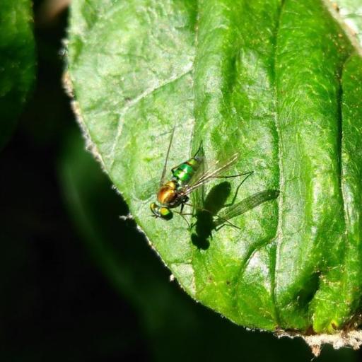 Condylostylus Insect Identification Guide, Habitat & Facts