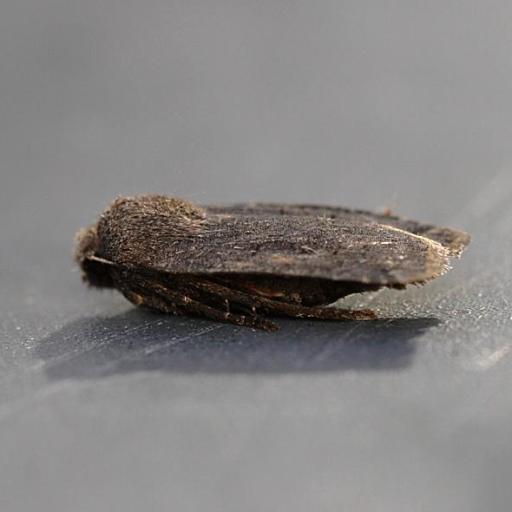 Dark Chestnut (Conistra Ligula) Insect Identification Guide, Habitat ...