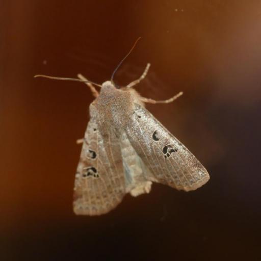 Black-Spot Chestnut (Conistra Rubiginosa) Insect Identification Guide ...