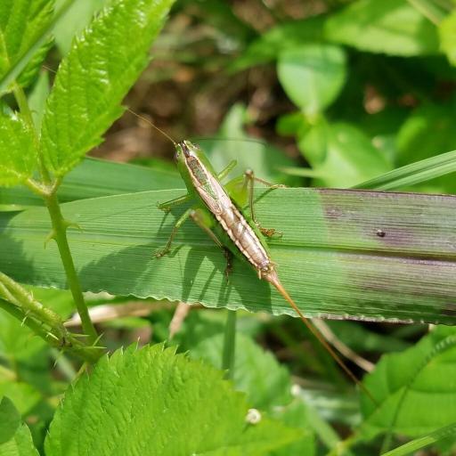 Straight-Lanced Meadow Katydid (Conocephalus Strictus) Insect ...