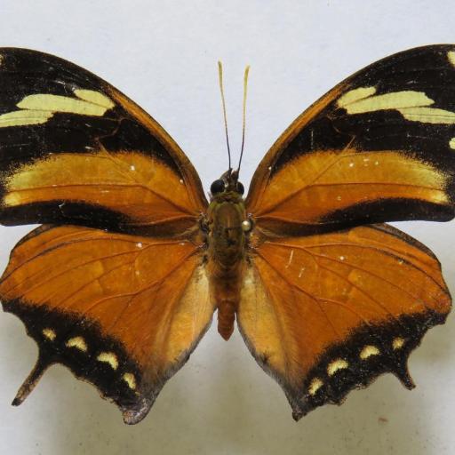 Consul Insect Identification Guide, Habitat & Facts