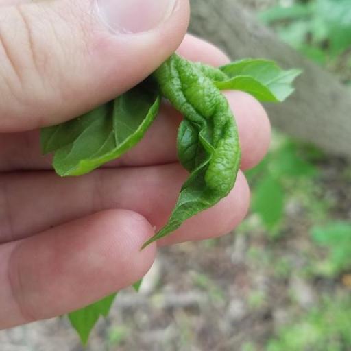 Box Elder Gall Midge (Contarinia Negundinis) Insect Identification ...