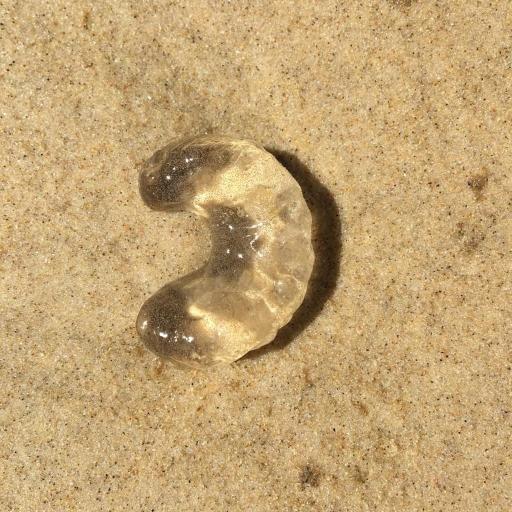 Conical Moon Snail (Conuber Conicum) Insect Identification Guide ...