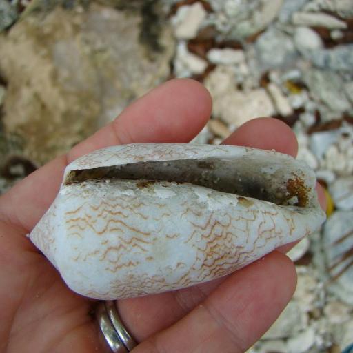 Textile Cone (Conus Textile) Insect Identification Guide, Habitat & Facts