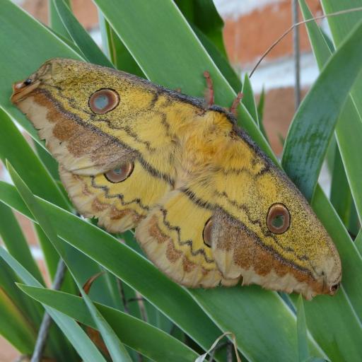 Copaxa Insect Identification Guide, Habitat & Facts