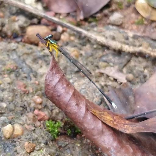 Blue Bush Dart (Copera Vittata) Insect Identification Guide, Habitat ...