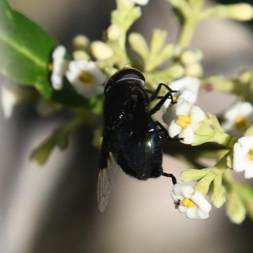 Mexican Cactus Fly (Copestylum Mexicanum) Insect Identification Guide ...
