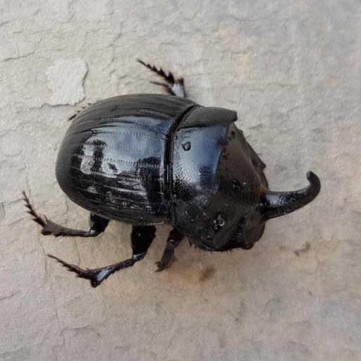 Blue Dasher (Pachydiplax Longipennis) Insect Identification Guide ...