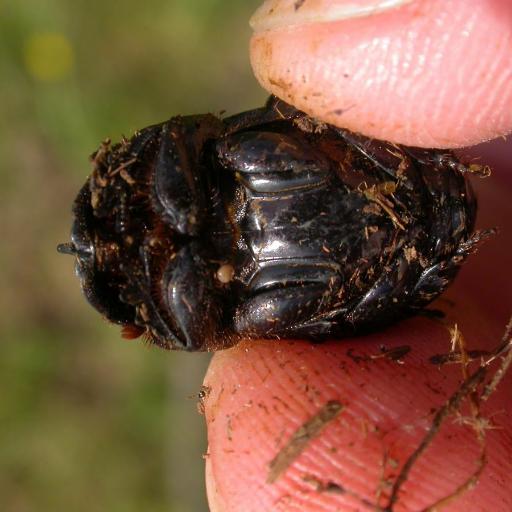 Copris Lunaris Insect Identification Guide, Habitat & Facts