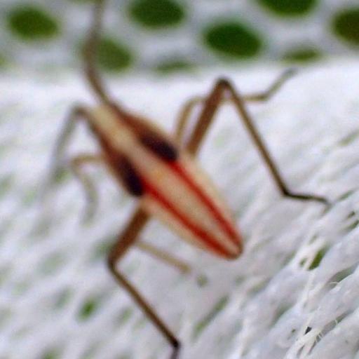 Water Penny Beetles (Psephenidae) Insect Identification Guide, Habitat ...