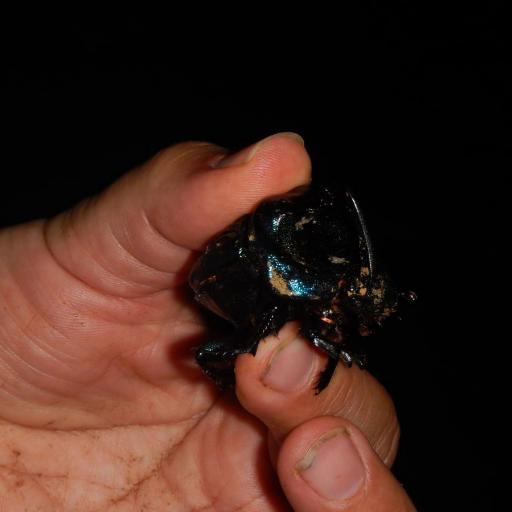 Coprophanaeus Insect Identification Guide, Habitat & Facts