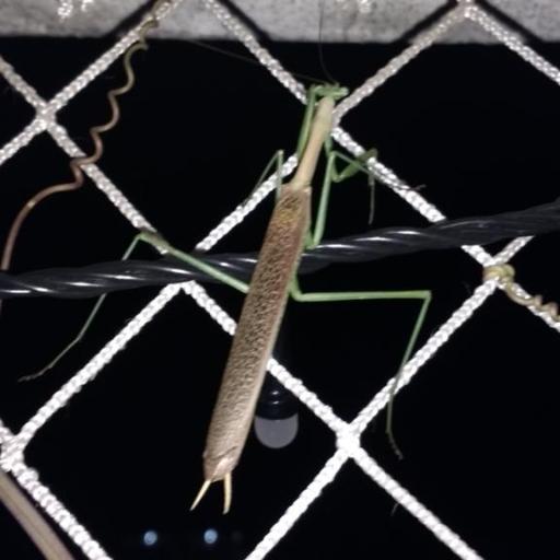 Coptopteryx Gayi Insect Identification Guide, Habitat & Facts