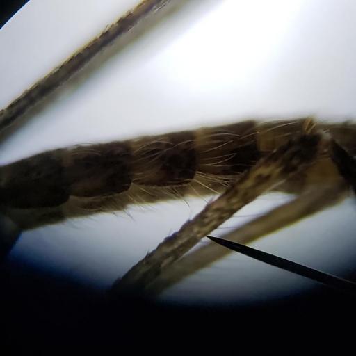 House Mosquito Complex (Culex Pipiens) Insect Identification Guide ...