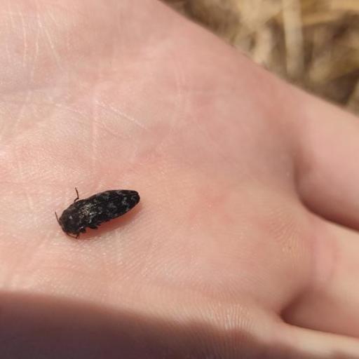 Coraebus Insect Identification Guide, Habitat & Facts