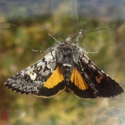 Small Dark Yellow Underwing (Coranarta Cordigera) Insect Identification ...