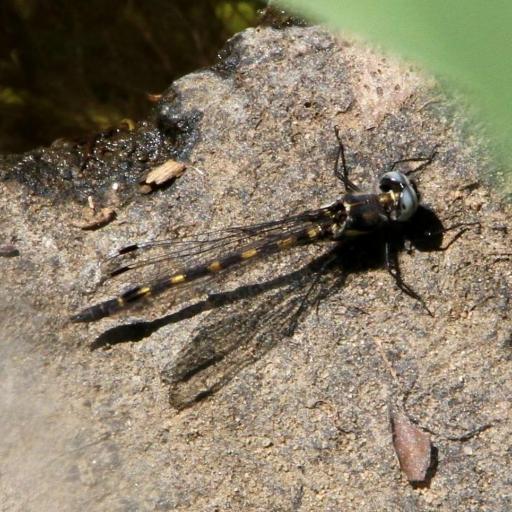 Common Shutwing (Cordulephya Pygmaea) Insect Identification Guide ...