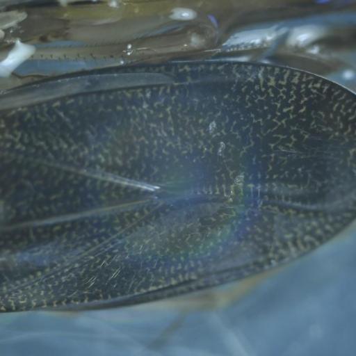 Lesser Water-Boatman (Corixa Punctata) Insect Identification Guide ...