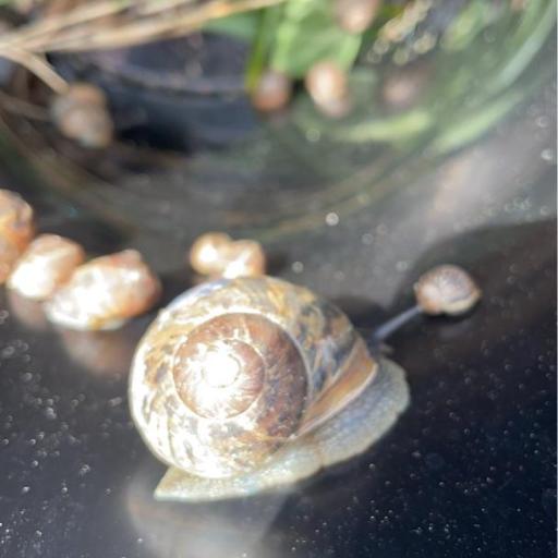 Garden Snail (Cornu Aspersum) Insect Identification Guide, Habitat & Facts