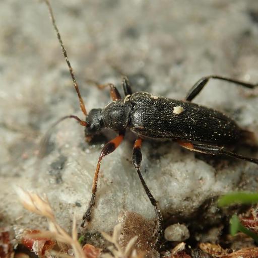 Cortodera Femorata Insect Identification Guide, Habitat & Facts