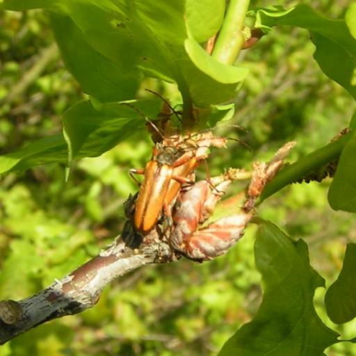 Cortodera Humeralis Insect Identification Guide, Habitat & Facts