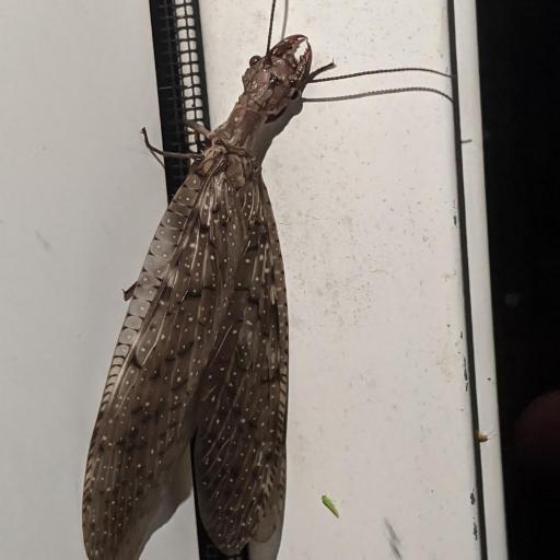 Eastern Dobsonfly (Corydalus Cornutus) Insect Identification Guide ...