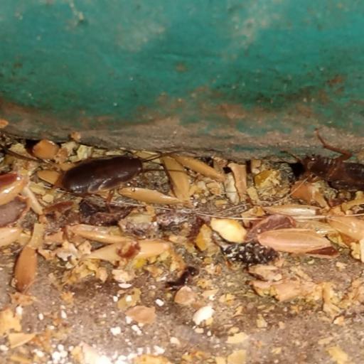 Sand Cockroaches (Corydiidae) Insect Identification Guide, Habitat & Facts