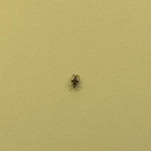 Oak Lace Bug (Corythucha Arcuata) Insect Identification Guide, Habitat ...