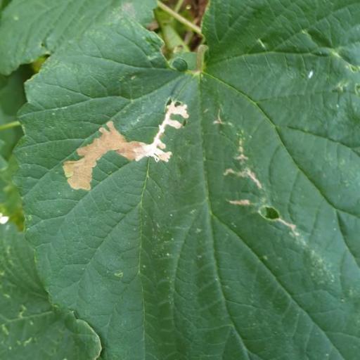 Hedge Cosmet (Cosmopterix Zieglerella) Insect Identification Guide ...