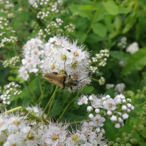 Yellow Velvet Beetle (Cosmosalia Chrysocoma) Insect Identification ...