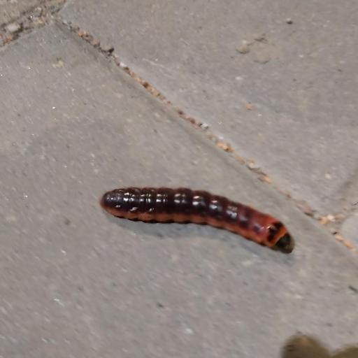 Goat Moth (Cossus Cossus) Insect Identification Guide, Habitat & Facts