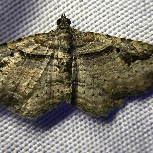 Bent-Lined Carpet (Costaconvexa Centrostrigaria) Insect Identification ...