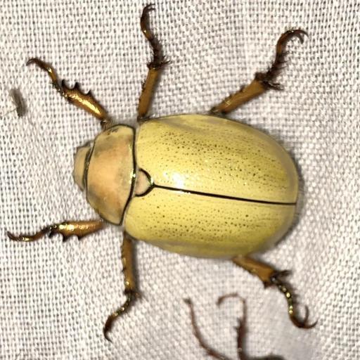 Goldsmith Beetle (Cotalpa Lanigera) Insect Identification Guide ...