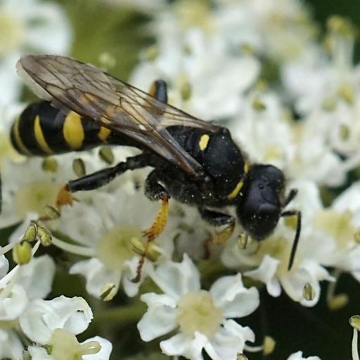 Common Slender-Bodied Digger Wasp (Crabro Cribrarius) Insect ...