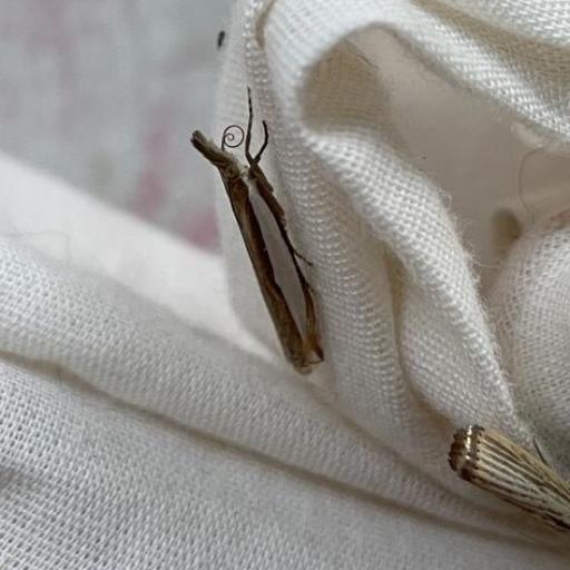 Leach's Grass-Veneer (Crambus Leachellus) Insect Identification Guide ...