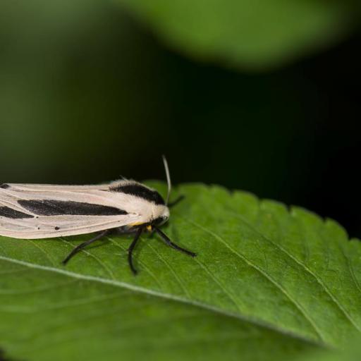 Baphomet Moth (Creatonotos Gangis) Insect Identification Guide, Habitat ...